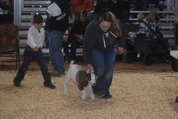 GALLERY: Black/White Sheep and Goat Show underway at the Grady County ...