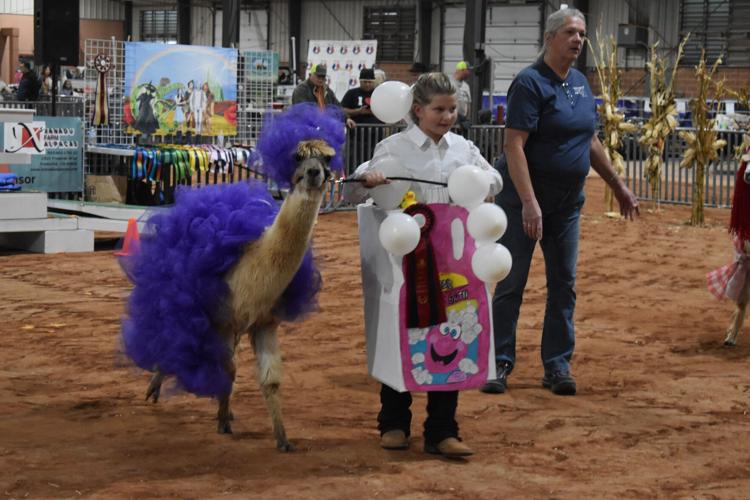 GALLERY: Alpacas in costume at Grady County Fairgrounds 'Alpaca ...
