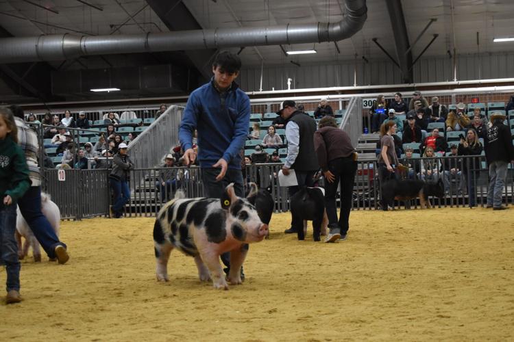 GALLERY: Snout out to the swine show | News | chickashanews.com
