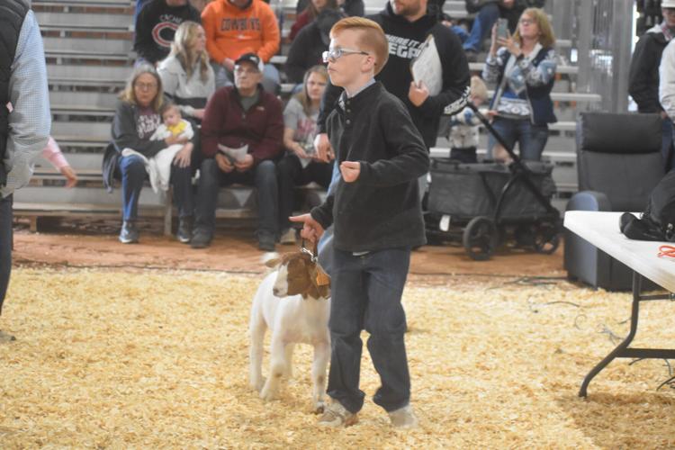 GALLERY: Black/White Sheep and Goat Show underway at the Grady County ...