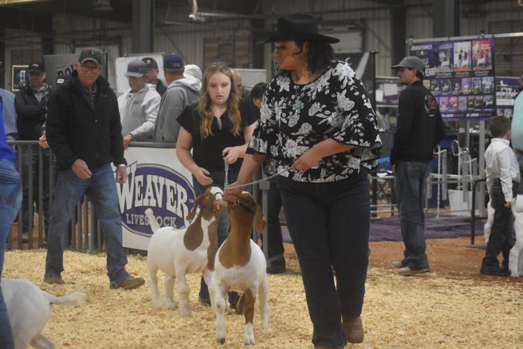 GALLERY: Black/White Sheep and Goat Show underway at the Grady County ...