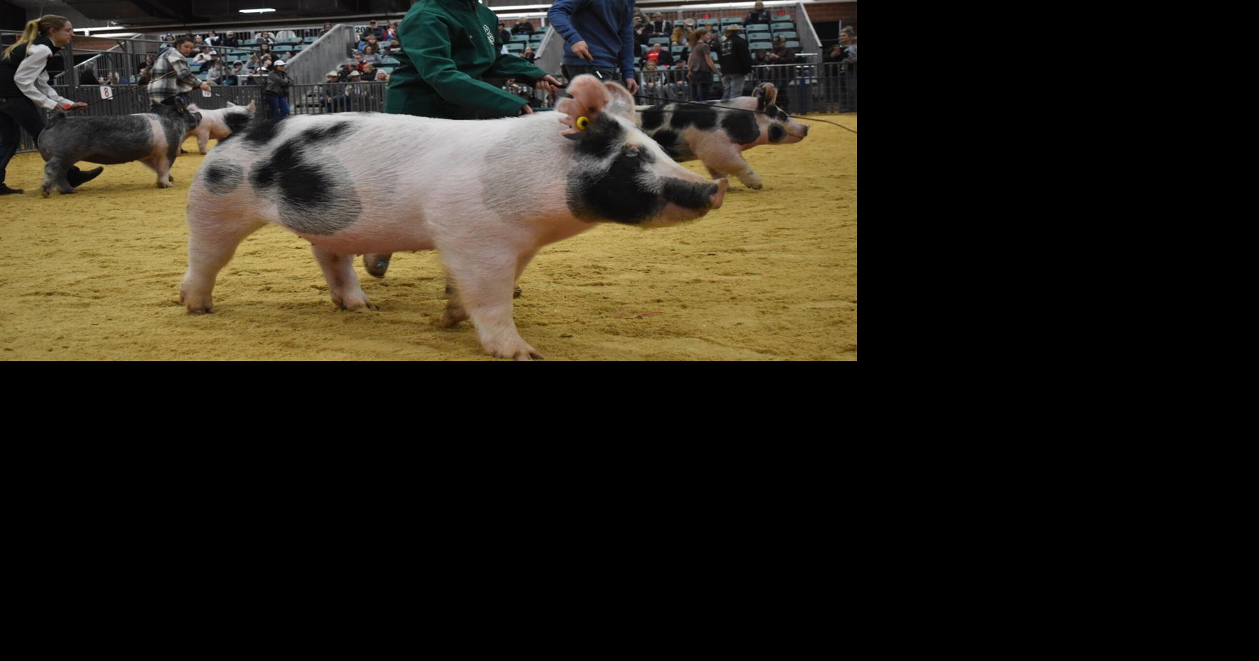 GALLERY: Snout out to the swine show | News | chickashanews.com