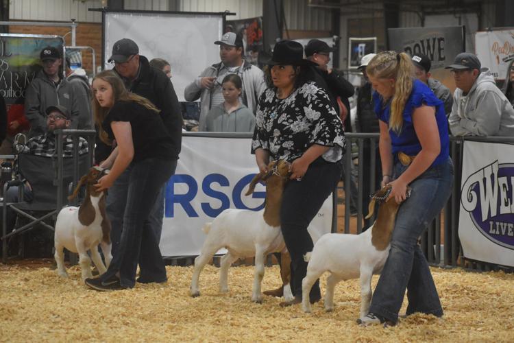 GALLERY: Black/White Sheep and Goat Show underway at the Grady County ...