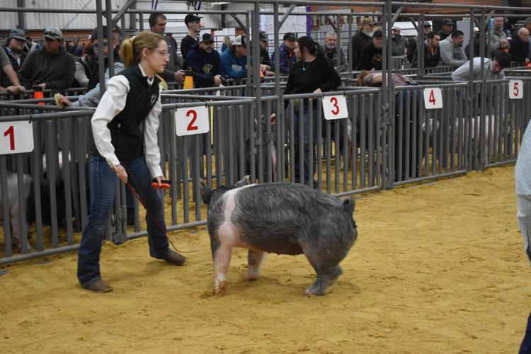 GALLERY: Snout out to the swine show | News | chickashanews.com