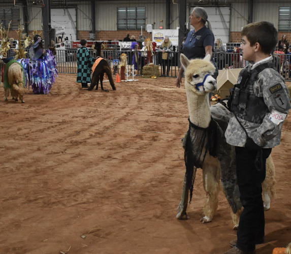 GALLERY: Alpacas in costume at Grady County Fairgrounds 'Alpaca ...