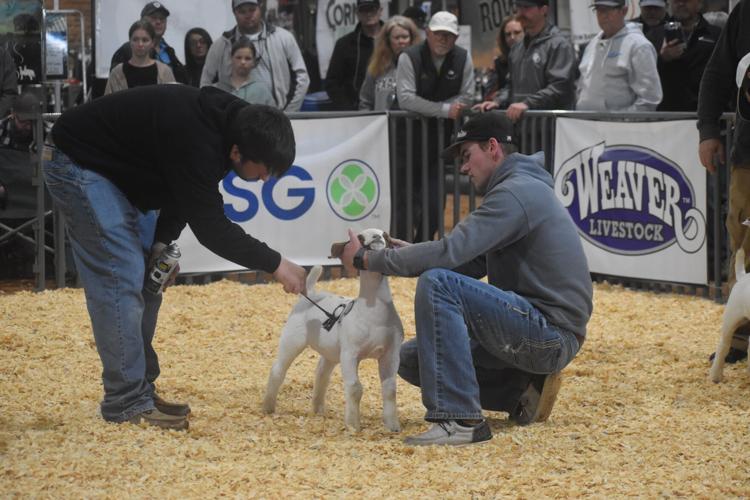 GALLERY: Black/White Sheep and Goat Show underway at the Grady County ...