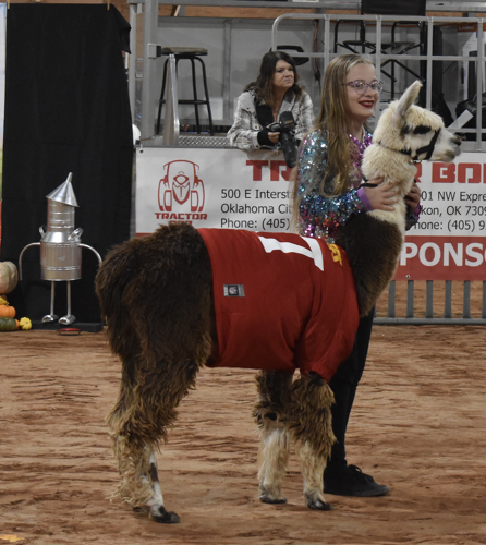 GALLERY: Alpacas in costume at Grady County Fairgrounds 'Alpaca ...