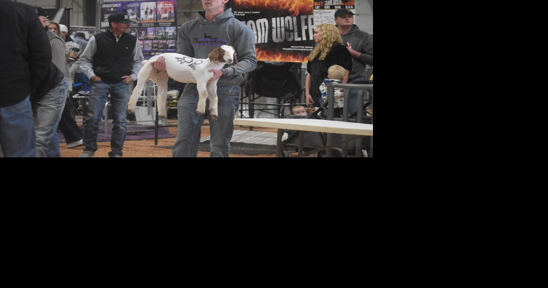 GALLERY: Black/White Sheep and Goat Show underway at the Grady County ...