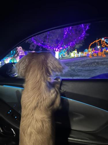 GALLERY: Festival of Light now open in Chickasha | News | chickashanews.com