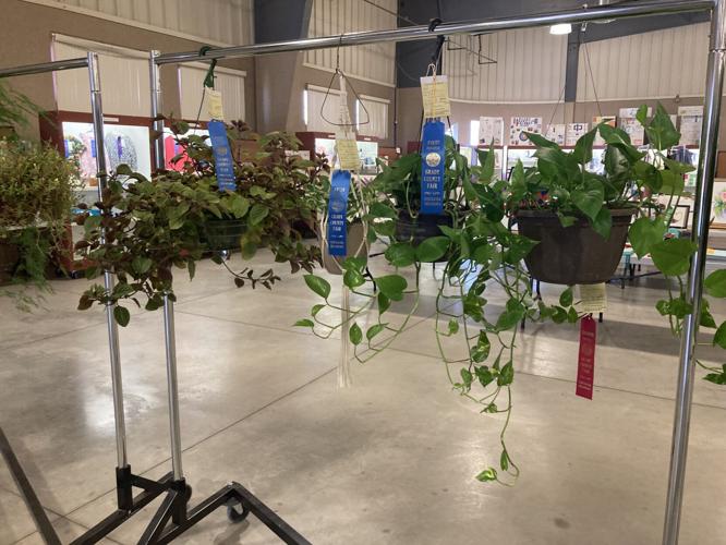 GALLERY: 108th Grady County Free Fair exhibits show county's best ...