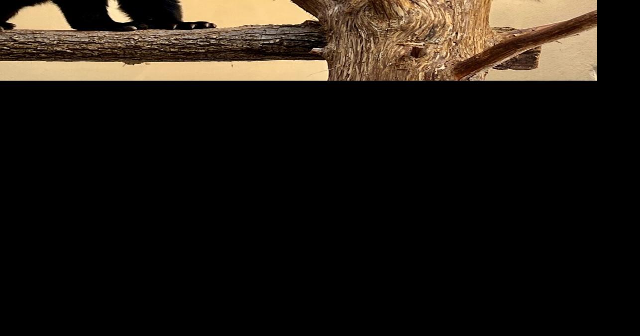 OKC Zoo welcomes male red panda | Community | chickashanews.com