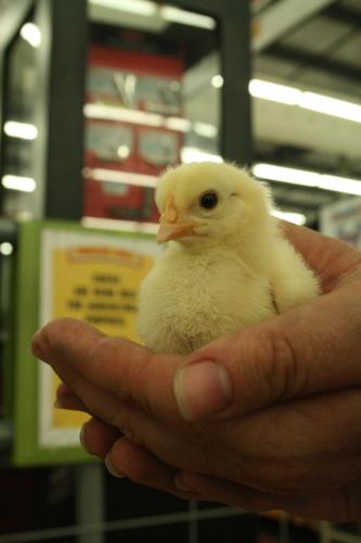 Unhatched: Raising chicks popular with backyard farmers | News ...