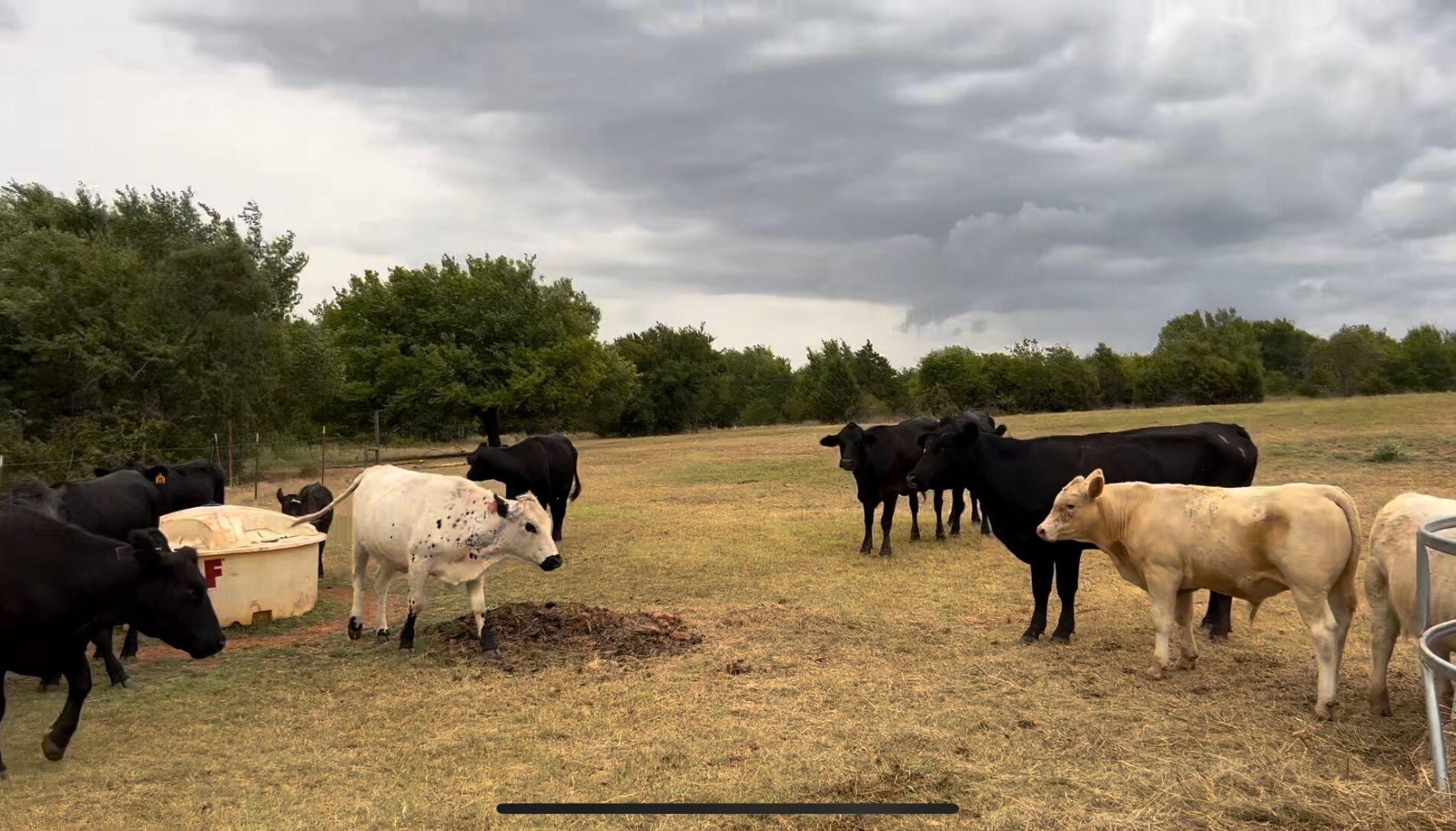 Man Made Cattle embraces the cattle industry, looks to be a premiere ...