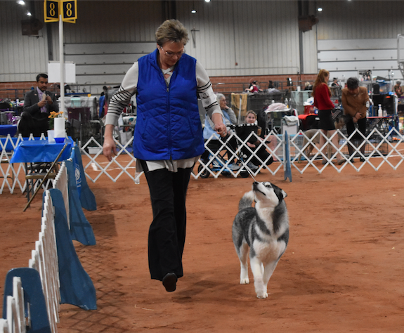 Premium Pups: Sooner Circuit Dog Show at the Grady County Fairgrounds ...