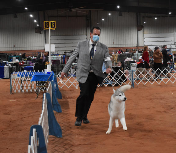 Premium Pups: Sooner Circuit Dog Show at the Grady County Fairgrounds ...