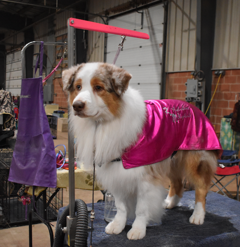 Premium Pups: Sooner Circuit Dog Show at the Grady County Fairgrounds ...