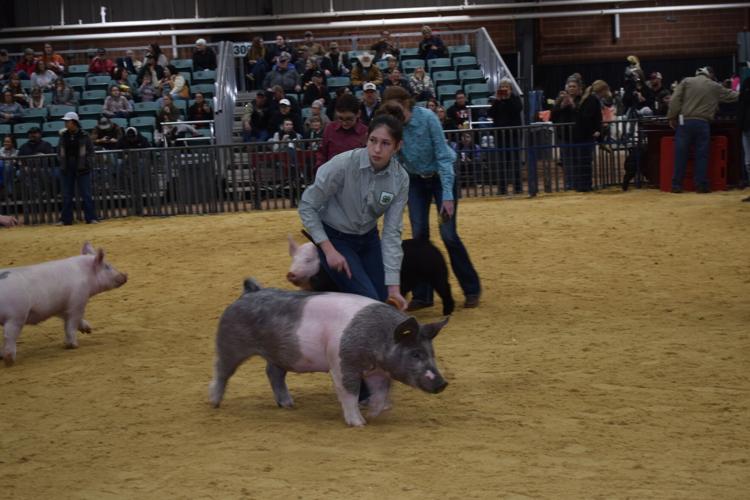 GALLERY: Snout out to the swine show | News | chickashanews.com
