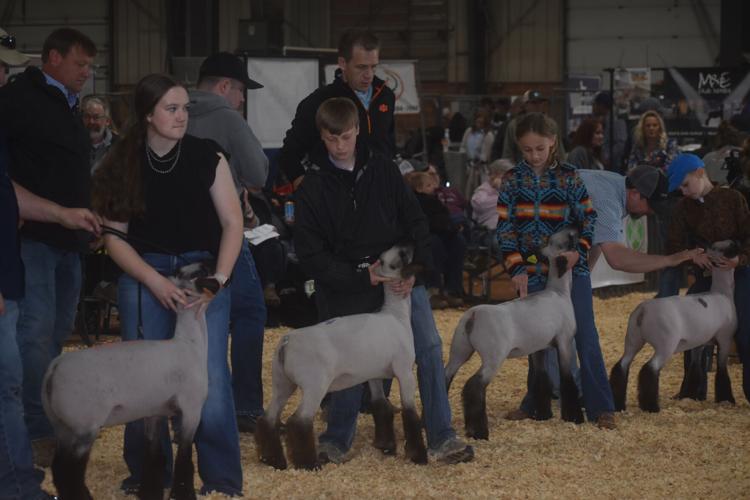GALLERY: Black/White Sheep and Goat Show underway at the Grady County ...