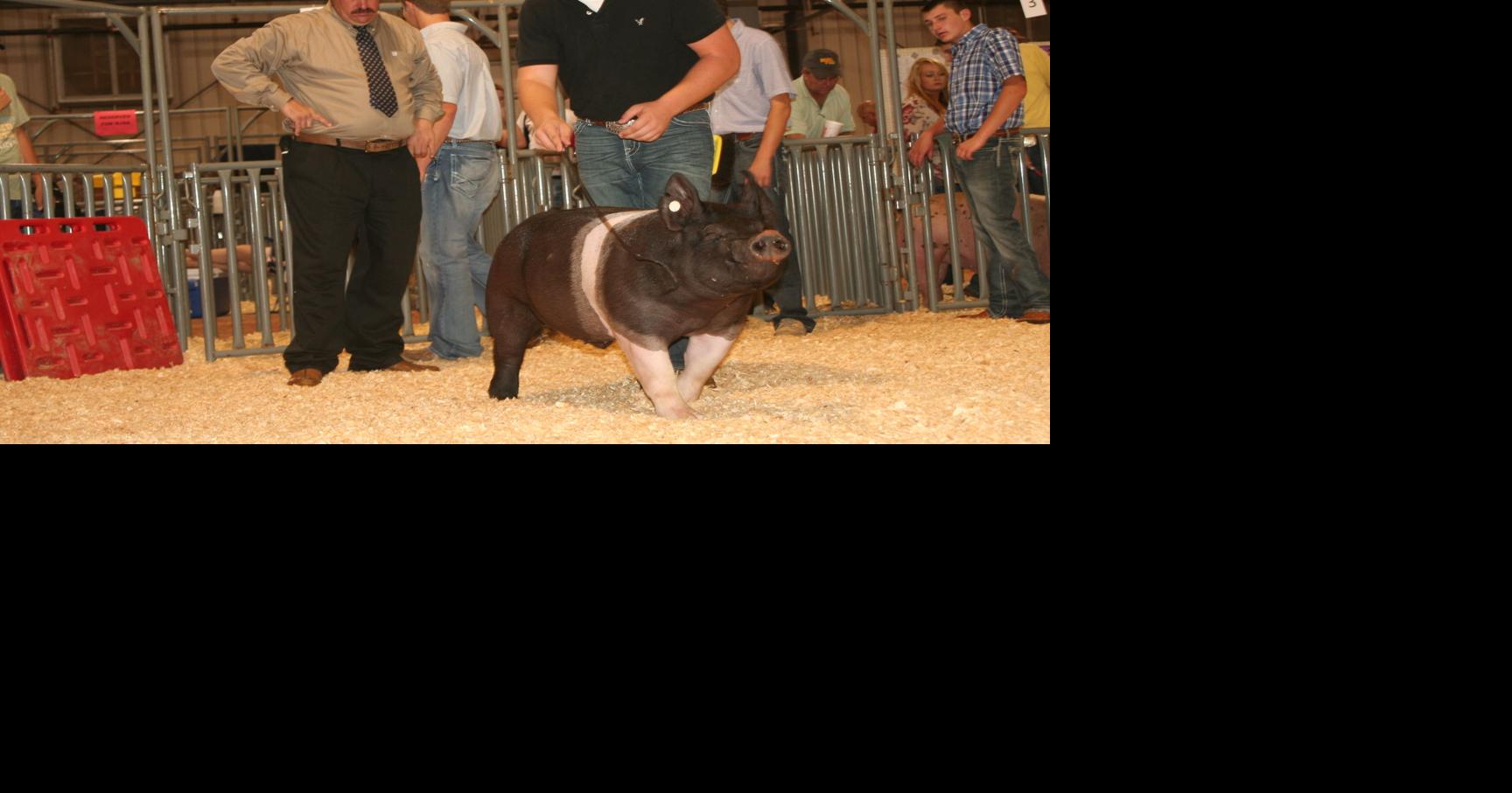 Swine show at the Grady County Fairgrounds Aug. 29-31 | News ...