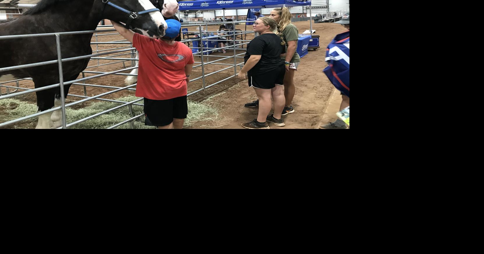 Clydesdales bring tons of fun to Grady County Fair | Community ...
