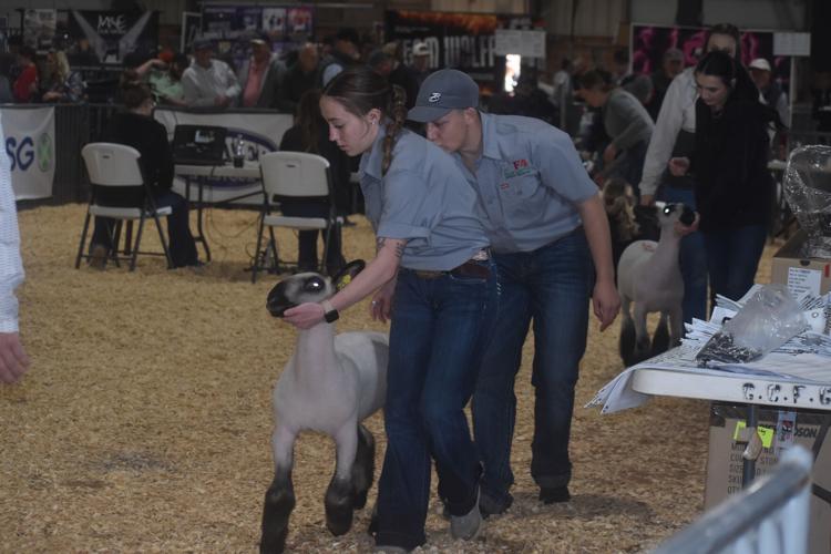 GALLERY: Black/White Sheep and Goat Show underway at the Grady County ...