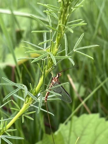 Minnesota turns off bridge lights to reduce mayfly hatch