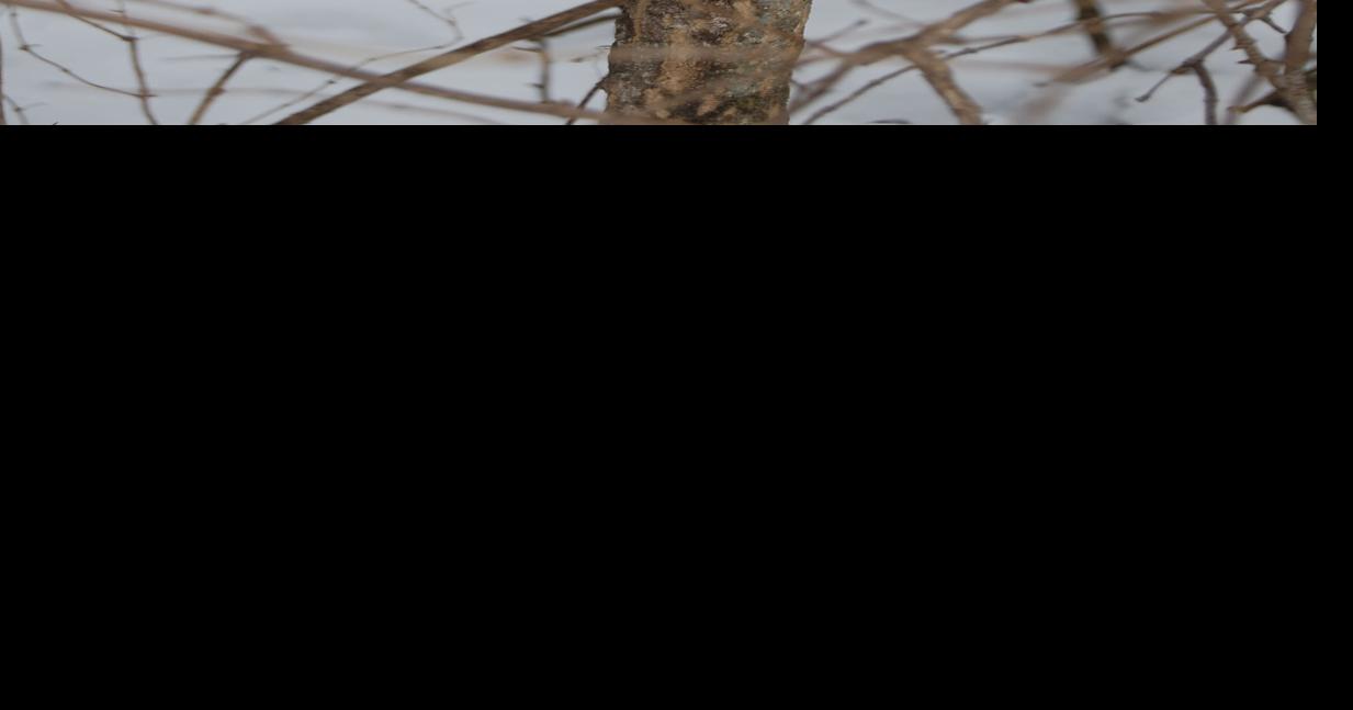 Amur cork tree: Dunn County's newest invasive species