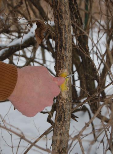 Amur cork tree: Dunn County's newest invasive species