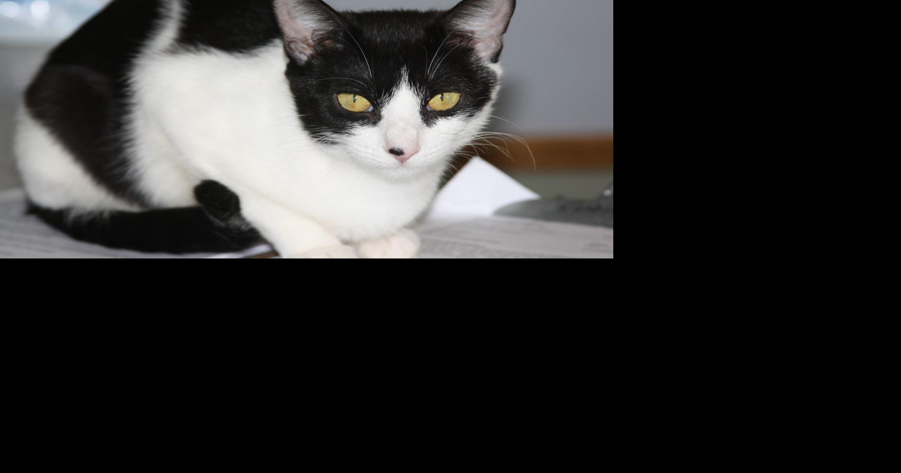 'The more faces the better': Chippewa Humane Association to host ...