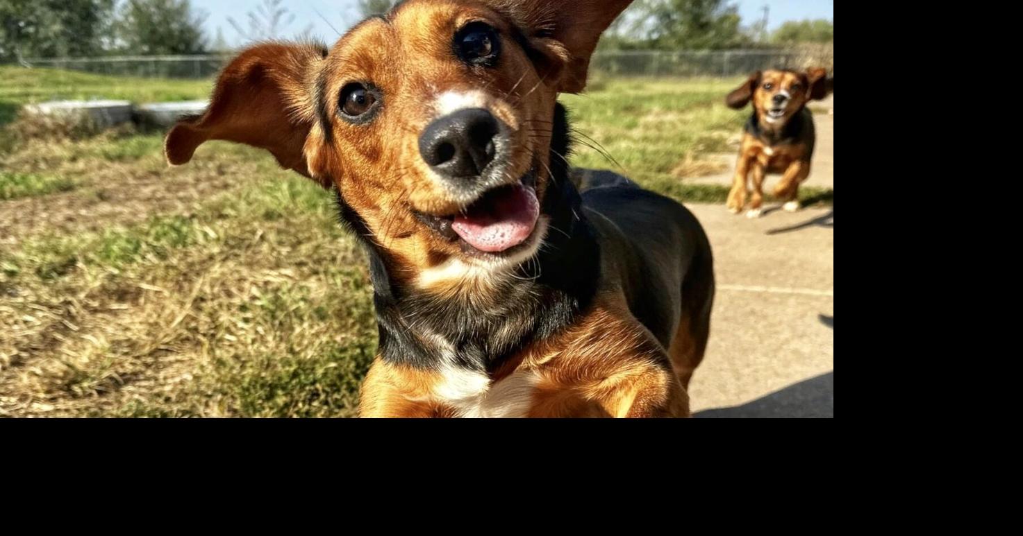 Chippewa Humane Association