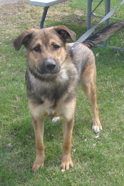 Dunn County Humane Society | Humane Society | chippewa.com