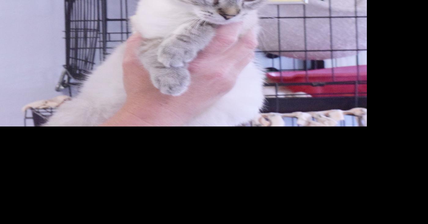 Photos: pet profiles at the Chippewa County Humane Association