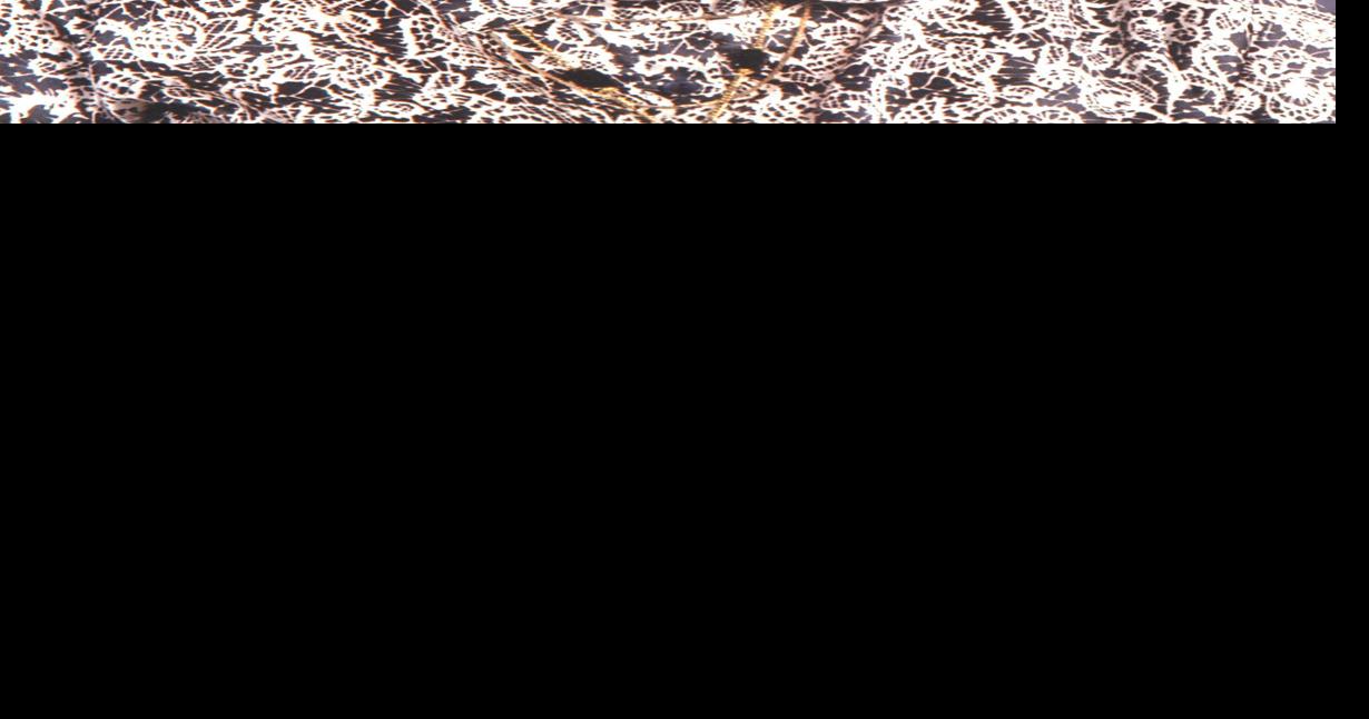 Obituary: Phyllis L. Robelia