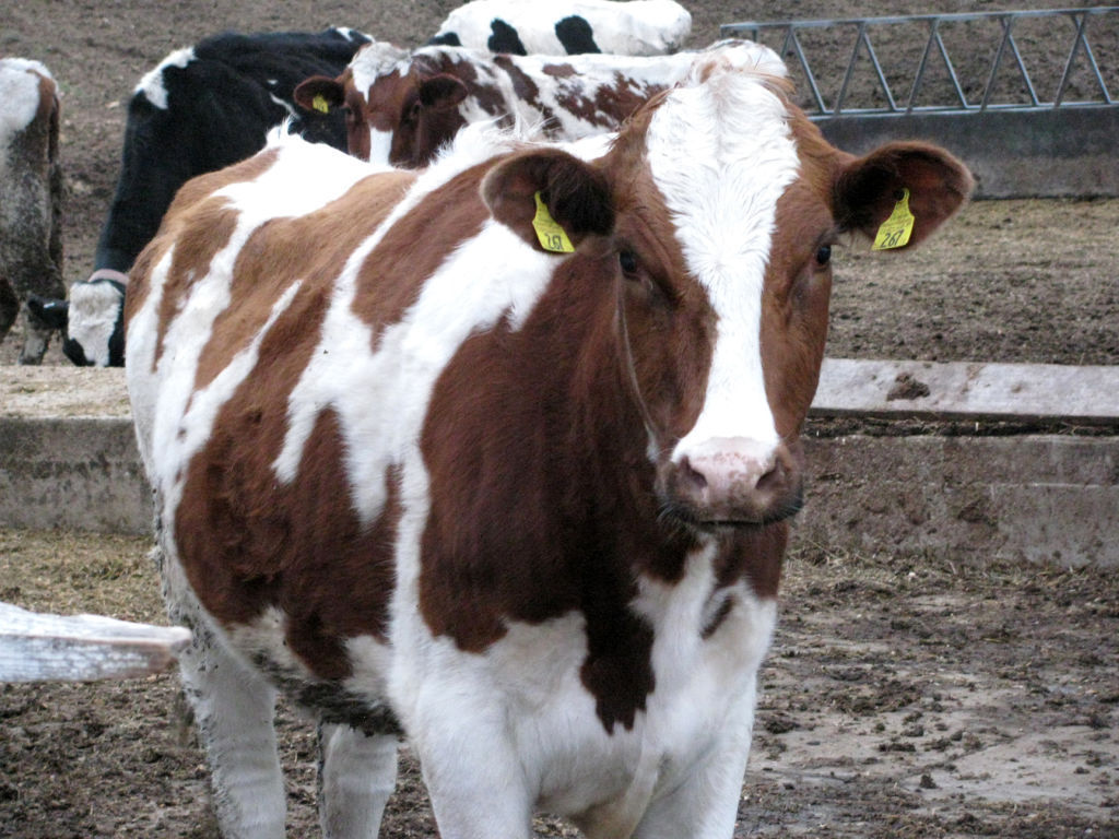 PETA wants dairy farmers to breed genetically modified cows | Business ...