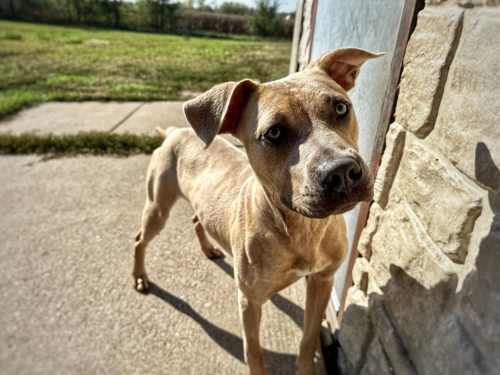 Chippewa Humane Association