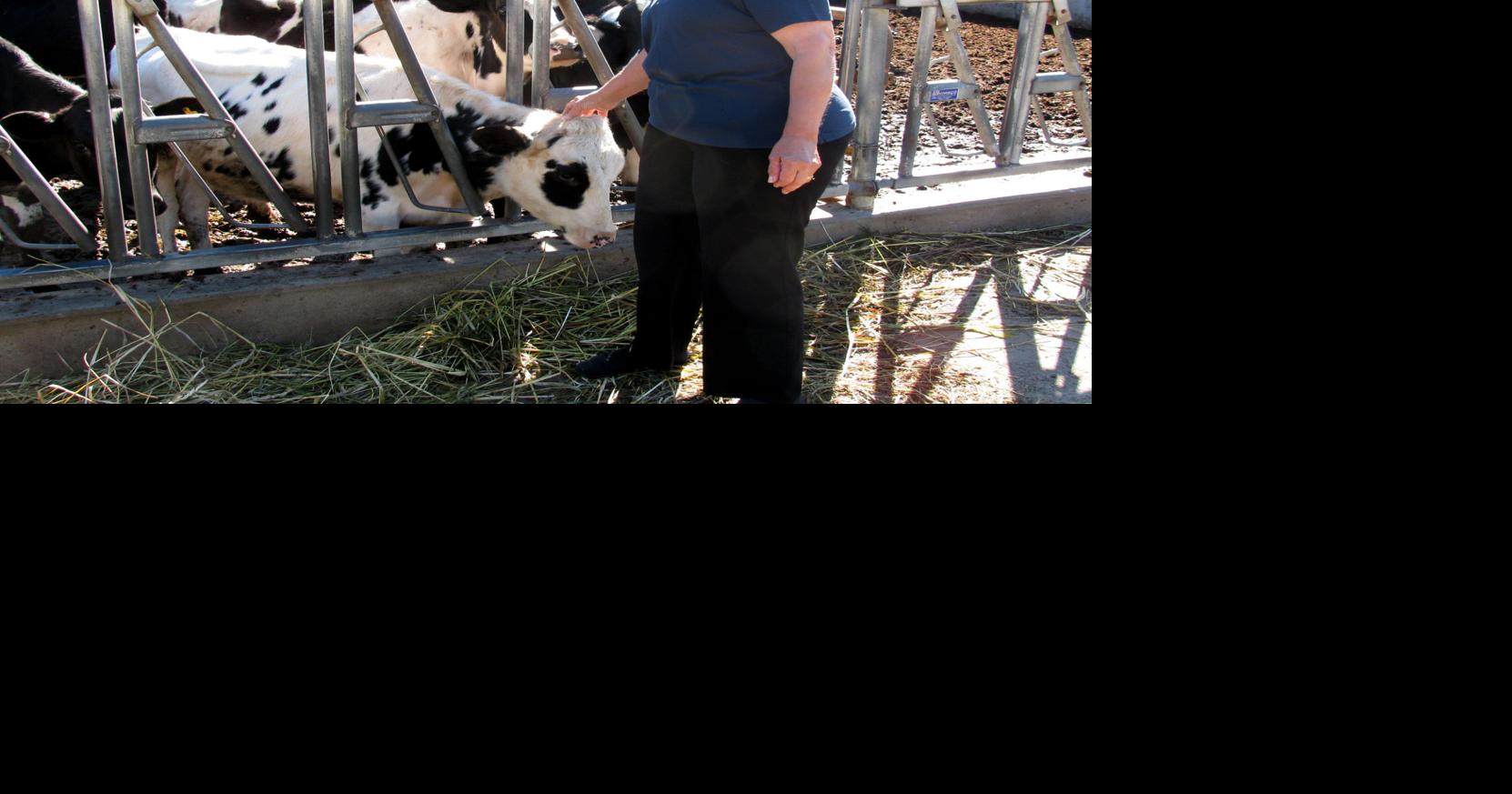 Small dairy farms try to survive in the shadow of mega-farms' power