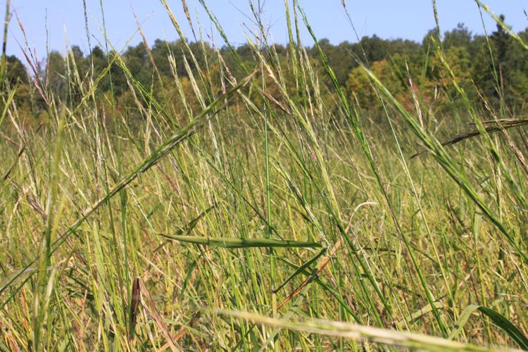 The ancient art of wild ricing