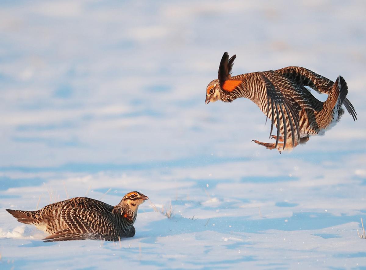 Boom time on central Wisconsin's grasslands