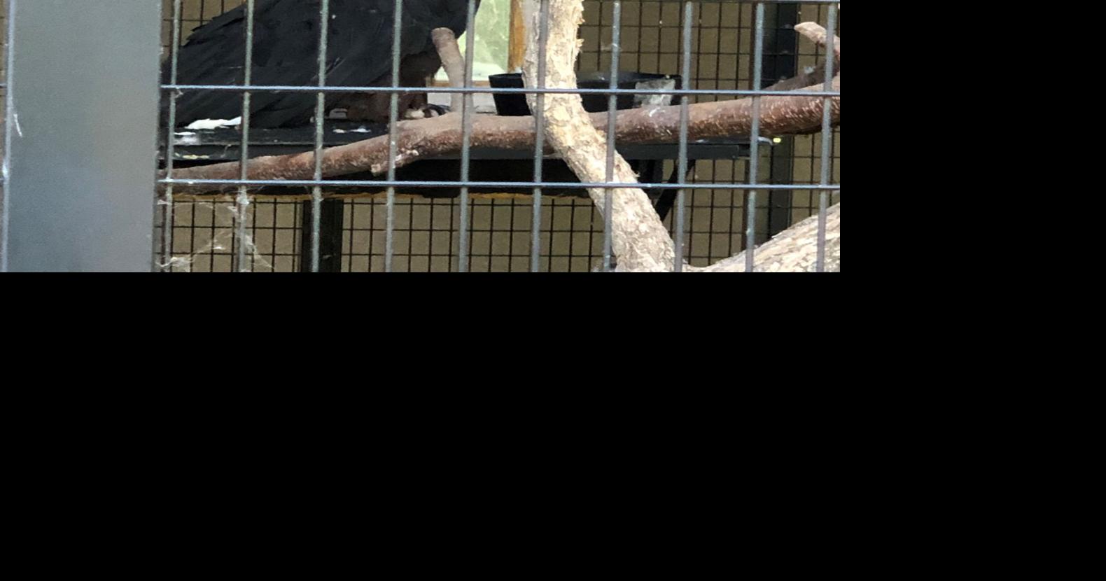 Irvine Park reopens petting zoo