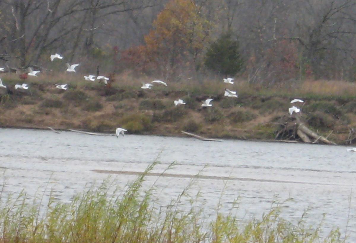 Taking flight: A guide to bird migration