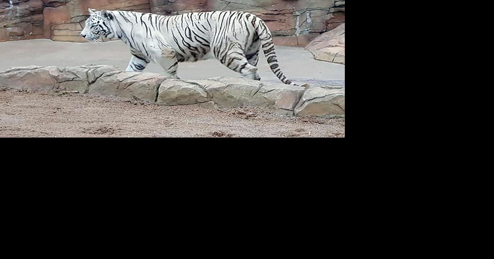 White tiger at Irvine Park Zoo dies in Chippewa Falls