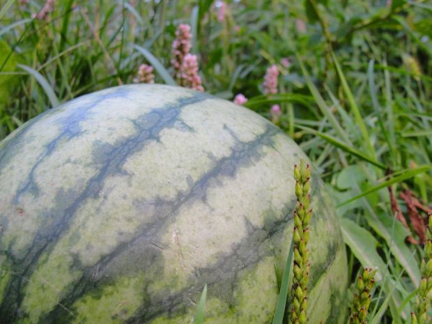 The Evolution of the Watermelon