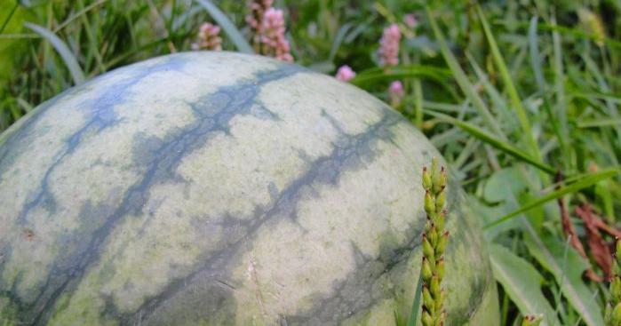 The Evolution of the Watermelon
