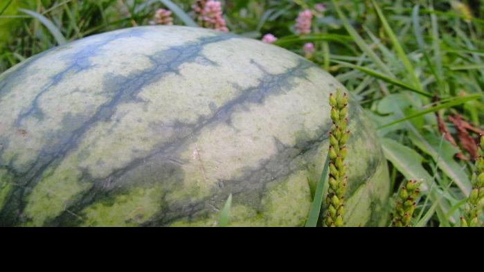 The Evolution of the Watermelon | Outdoors | chippewa.com