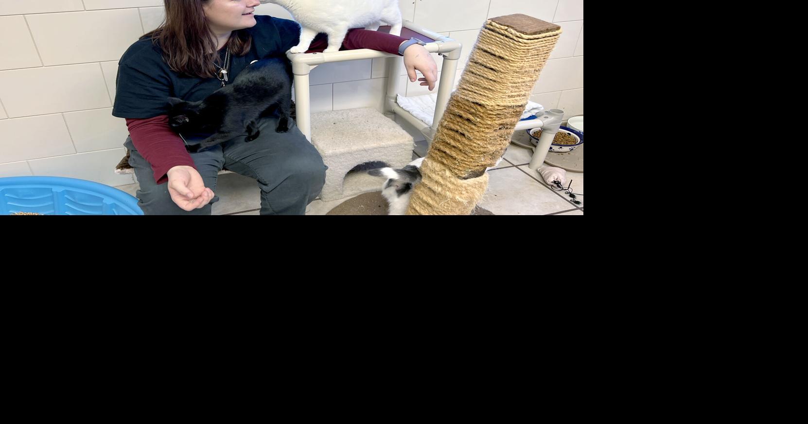 Chippewa Humane Association rescues animals to help them find forever homes