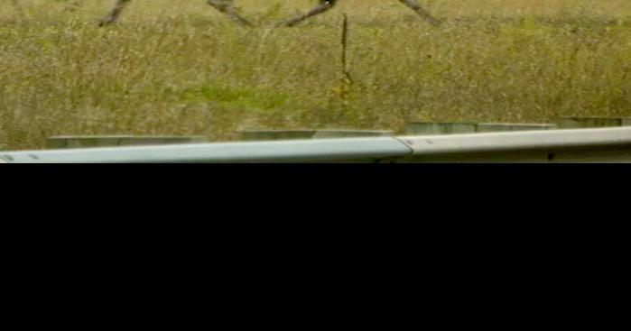 Moose seen wandering near Bloomer