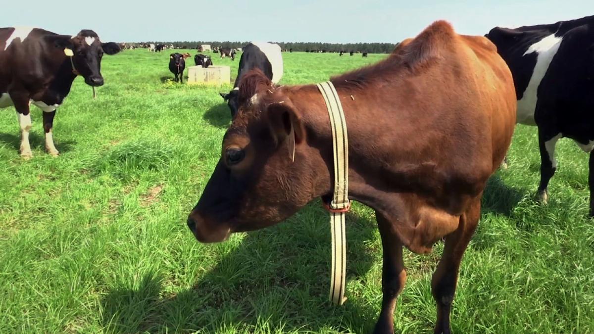 Bovines online: Farmers are using AI to help monitor cows