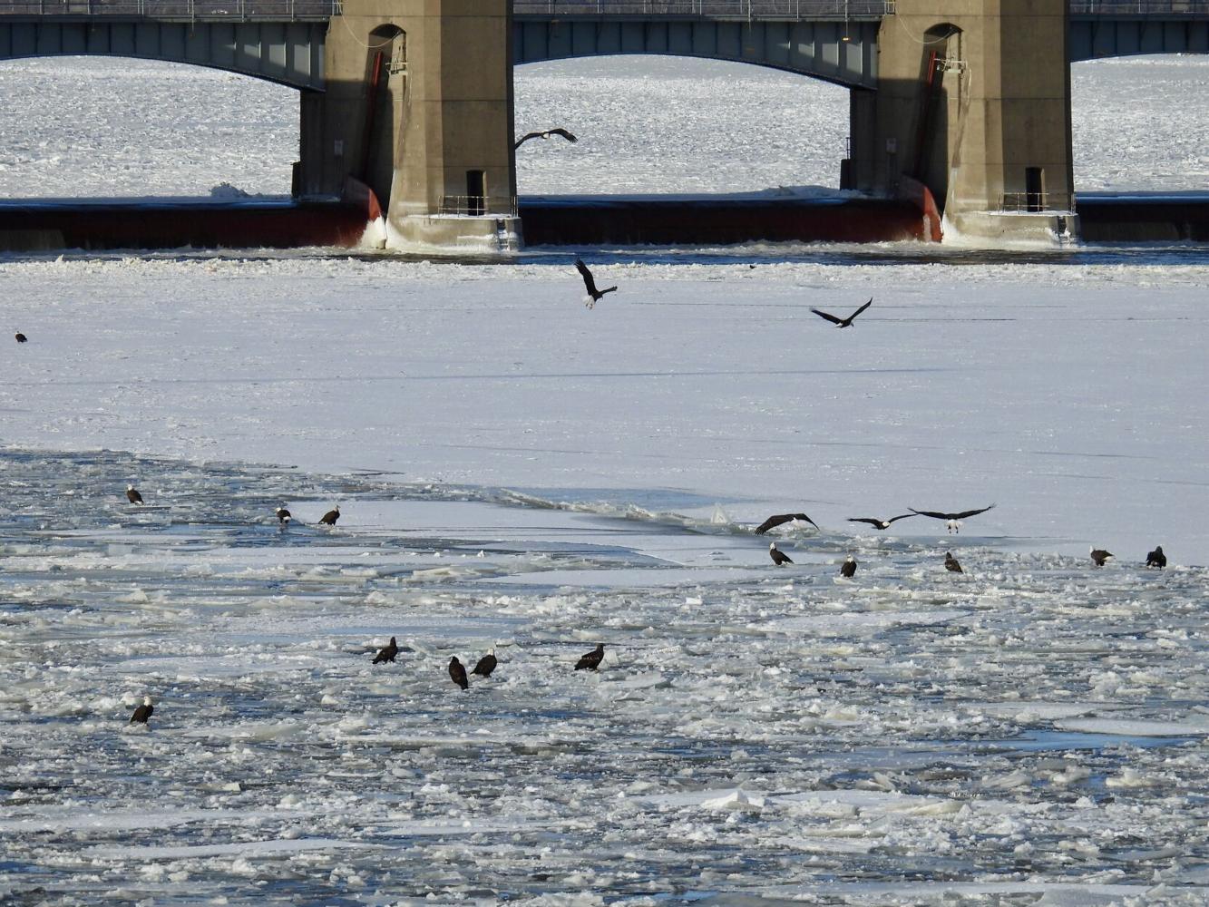 Photos: Bald eagles flock to open water of Mississippi River Valley ...