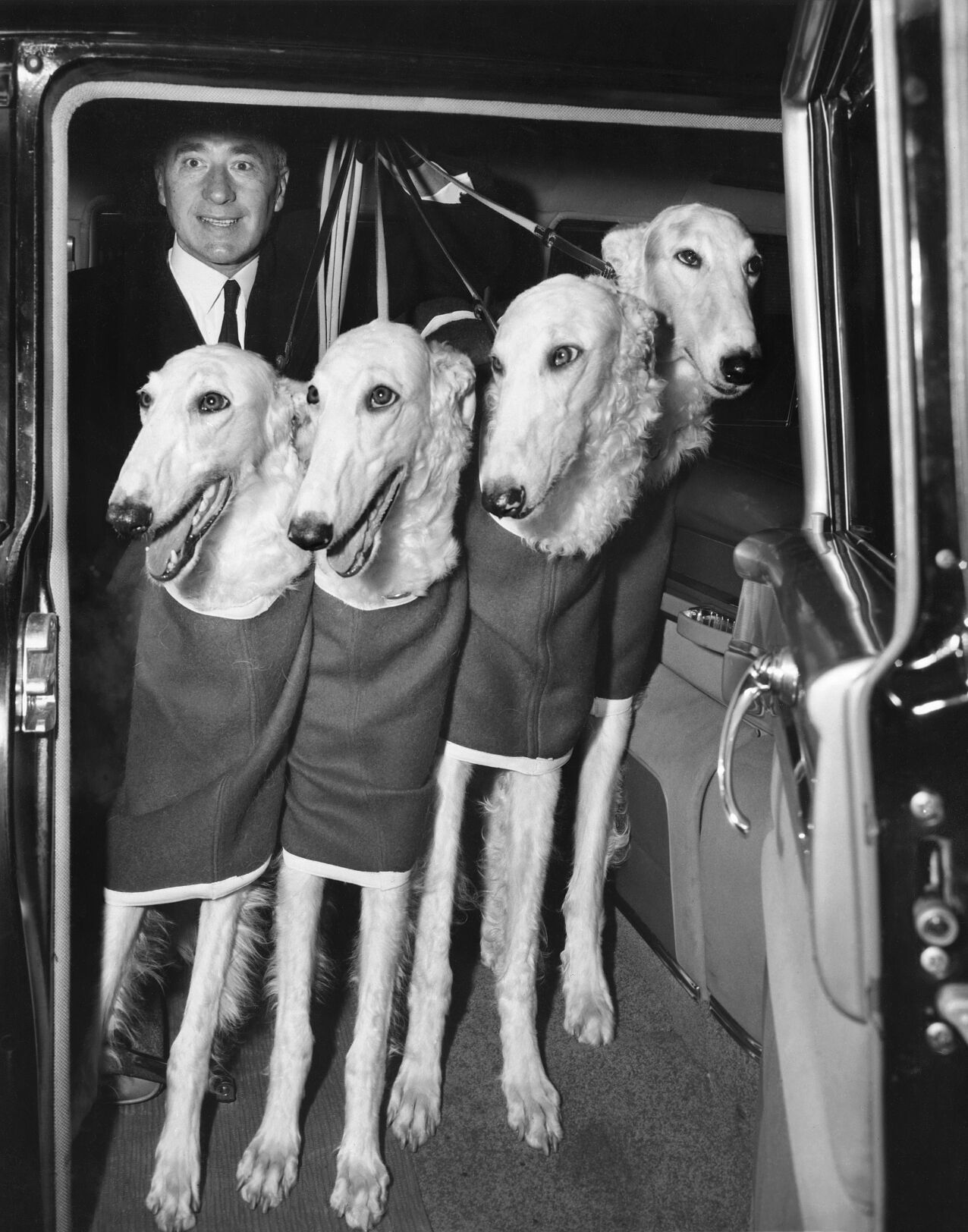 Then and now: The Westminster Kennel Club dog show at 150