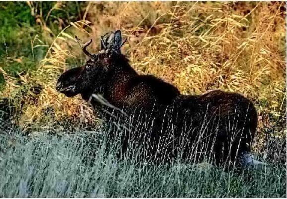 Moose journey tracked by fans